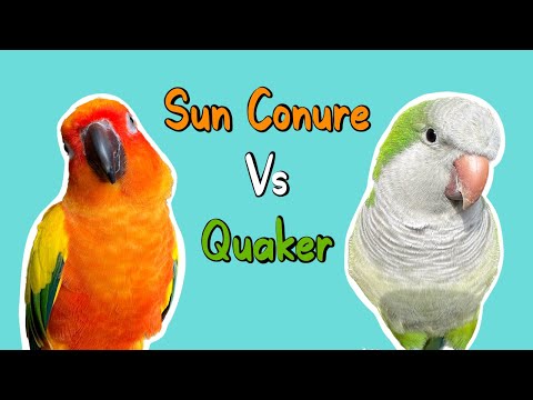 Quaker Parrots VS Sun Conures - Parrot SchoolParrot School