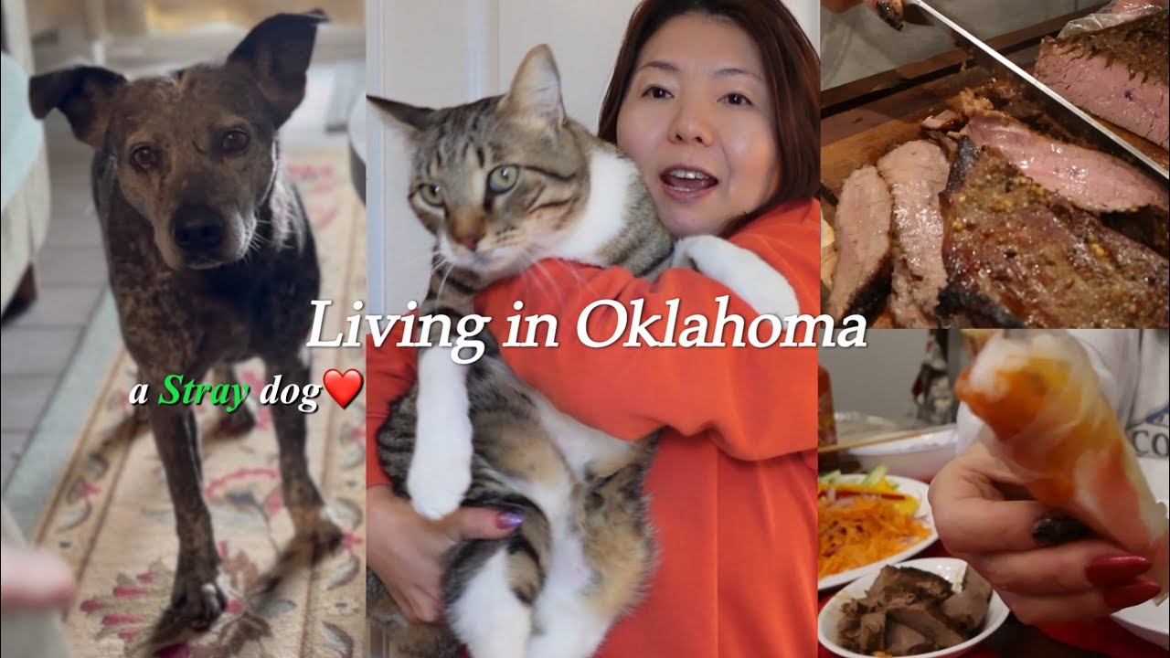 A stray dog, spring rolls, Flank steak, got canceled a hair appt ...