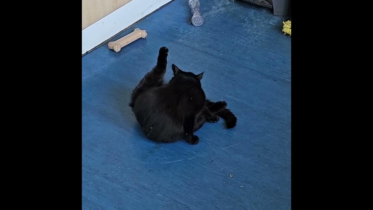 Coco the cat vs Catnip - YouTube