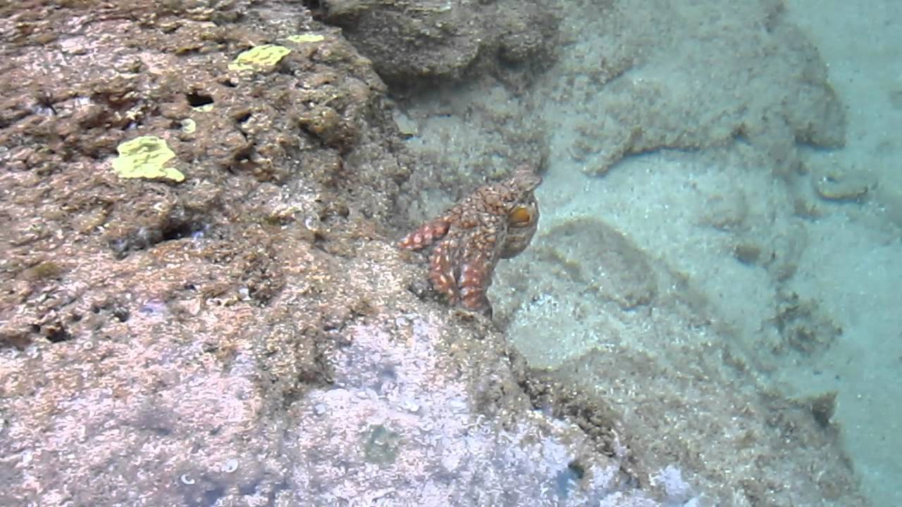 Kauai octopus caresses Jezmo's Foot - YouTube