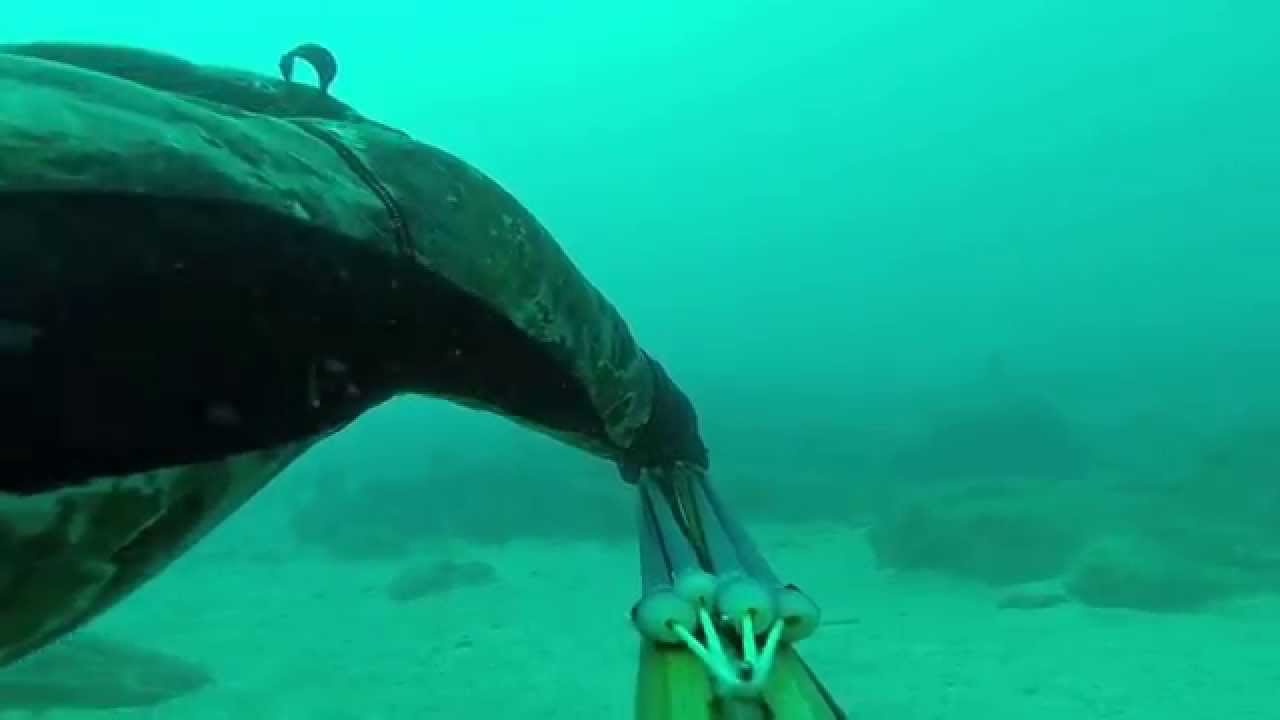 8m shot, hug fish 2 15min - YouTube