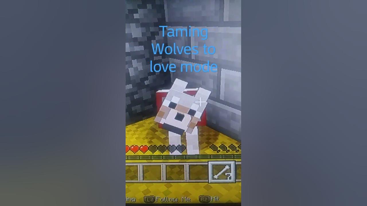 Wolf taming #minecraft #taming #wolves #shorts - YouTube