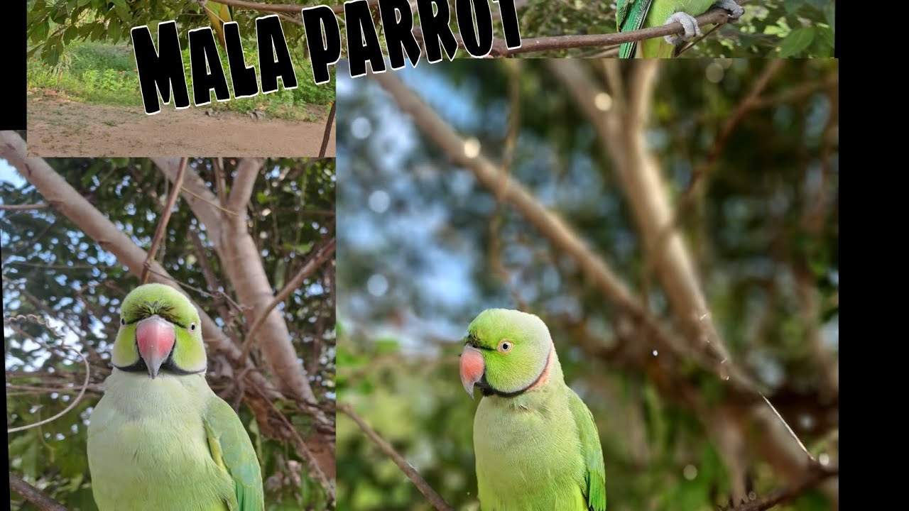 මාල ගිරවා Mala girawa Mala parrot #parrot #mala girawa #mala parrot # ...