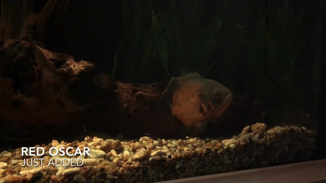 New red oscar - YouTube