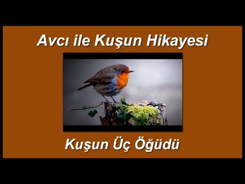 Avcı ile Kuşun Hikayesi | Kuşun Üç Öğüdü