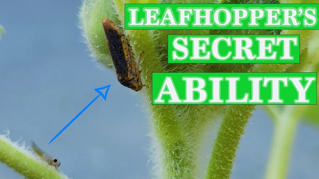 The Insane Biology of Leafhoppers - YouTube