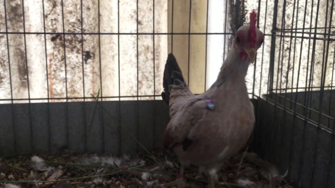 Gallo miniatura azteca Criadero San Matías vainilla 2018 Zapopan ...