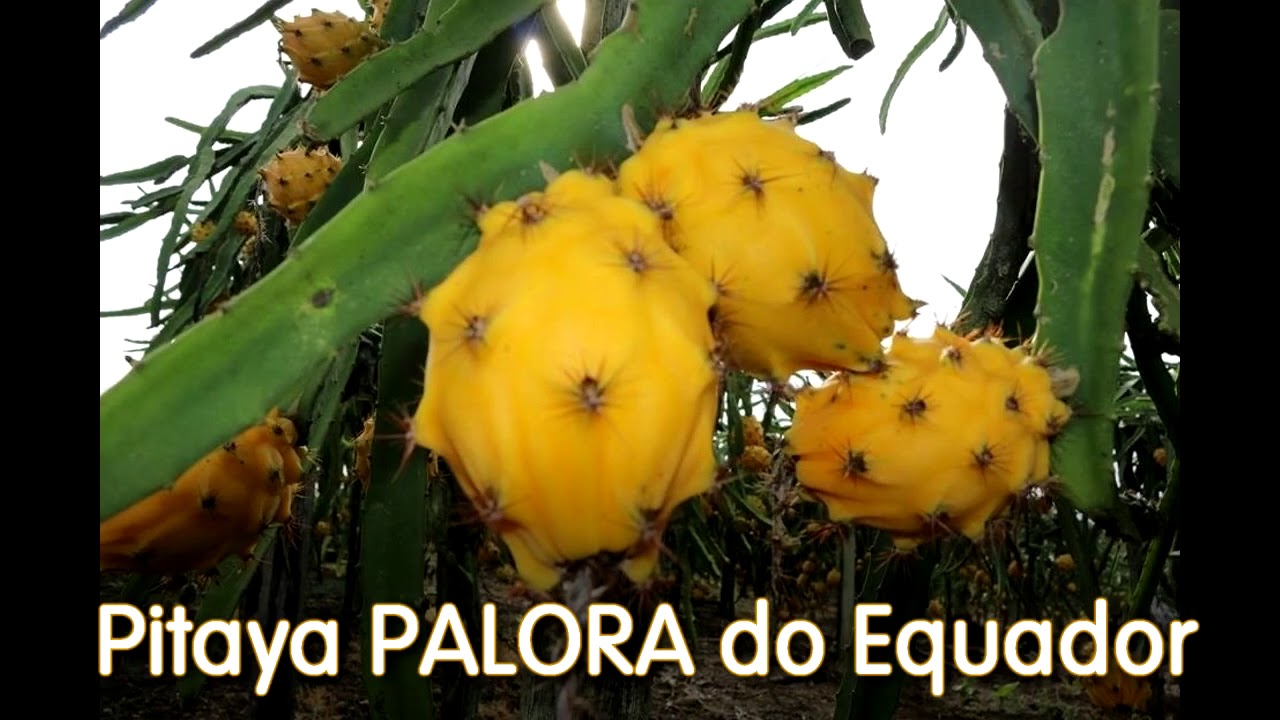 Pitaya PALORA do Equador - clip de fotos - YouTube