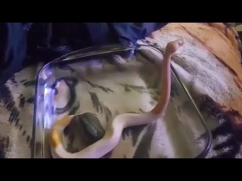 TV WATCHING SNAKE!#snake #crazy #strange - YouTube
