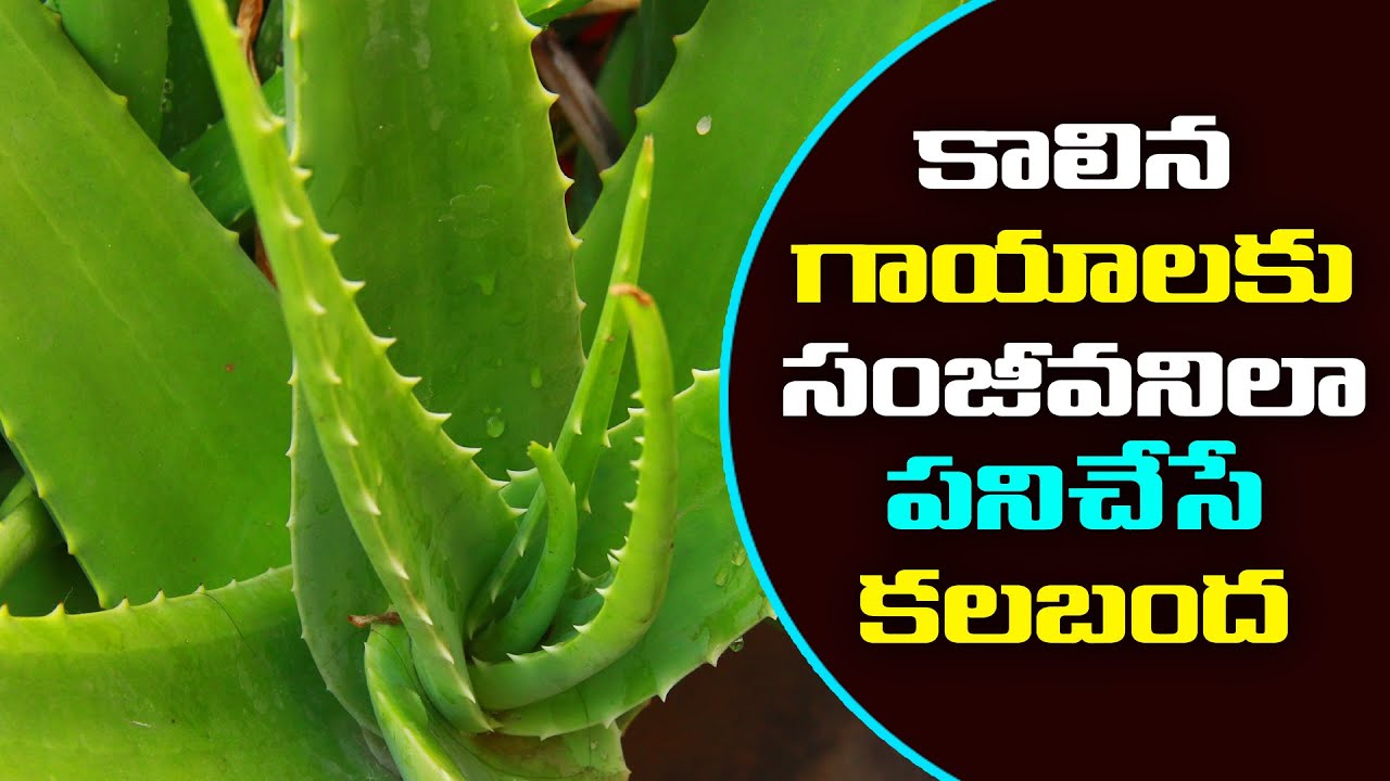 kalina gayalaku treatment|kalabanda uses|aloe vera uses|vasavi tv|aloe ...