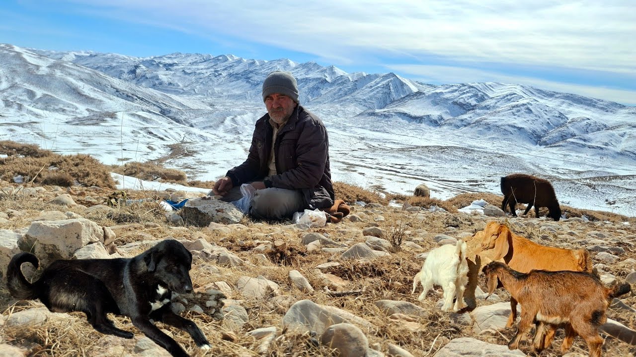 "A real day of nomadic life in the Zagros | Taking the sheep to pasture ...