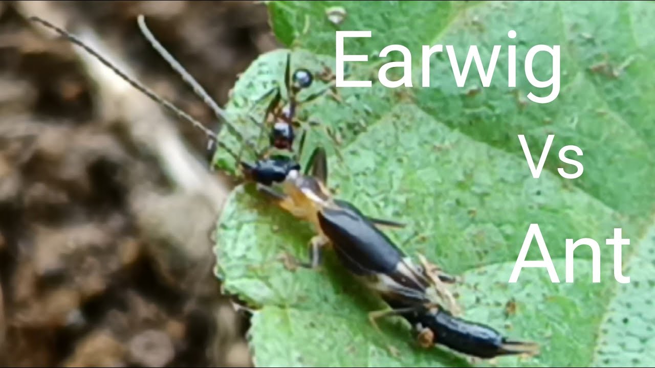 Earwig vs Ant || - YouTube