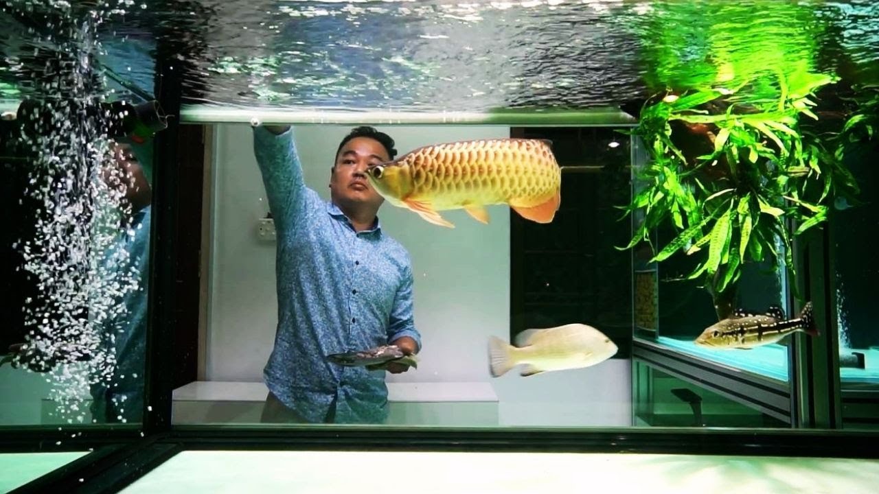 Super Clean Arowana Tank in Freshwater Aquarium | Feeding Golden ...