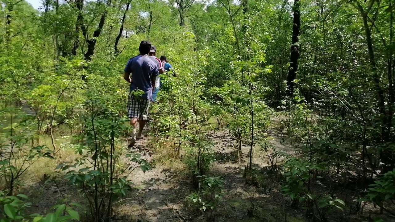 Nijhum Dwip National Park - YouTube