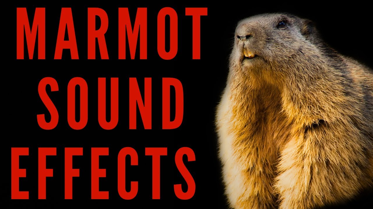 MARMOT SOUND EFFECTS - Marmot Scream | maktub_ytv - YouTube