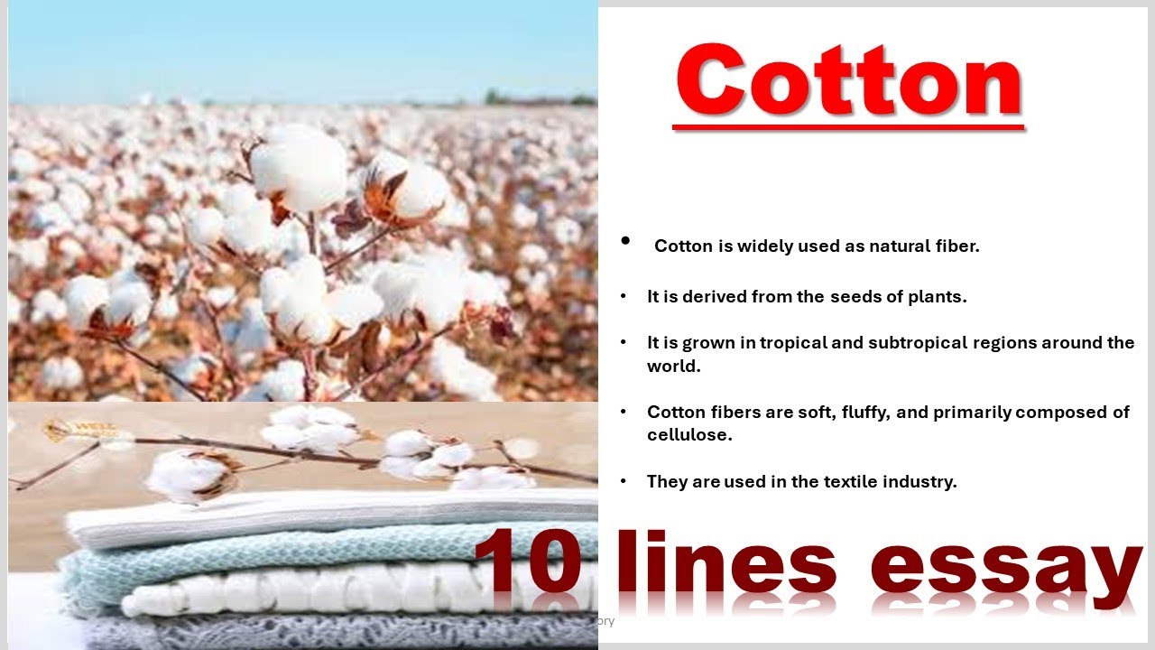 Cotton || 10 lines on Cotton || 10 lines essay on Cotton - YouTube