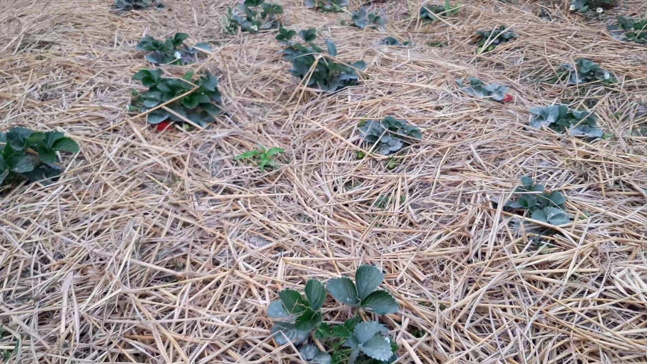 Strawberry cultivation at Maynaguri block - YouTube