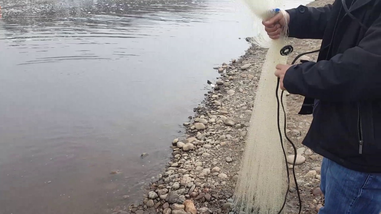 Cast net for gizzard shad 2017 - YouTube