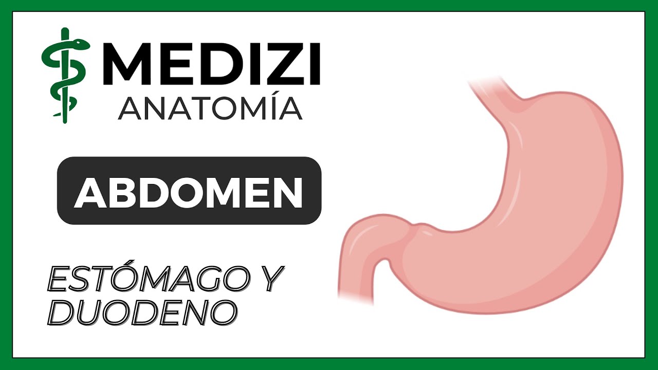 Anatomía del Abdomen - Estómago y Duodeno - YouTube