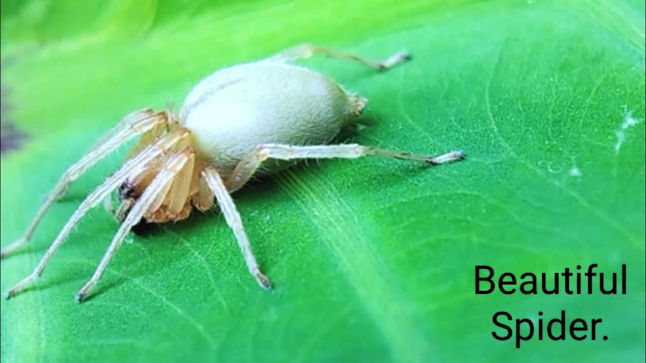 Beautiful Spider in the World. | Spider Documentary Video 4K ...