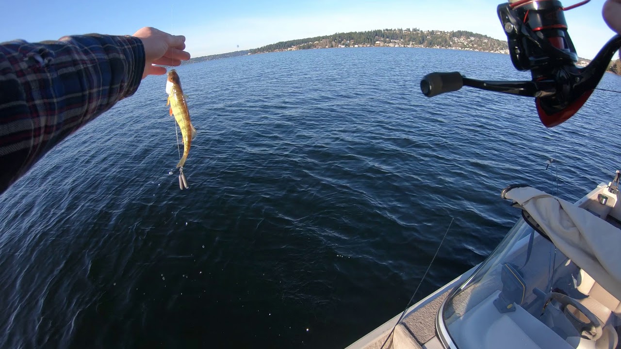 Lake Washington winter perch fishing - YouTube