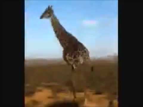 Retarded Running Giraffe [Original] - YouTube