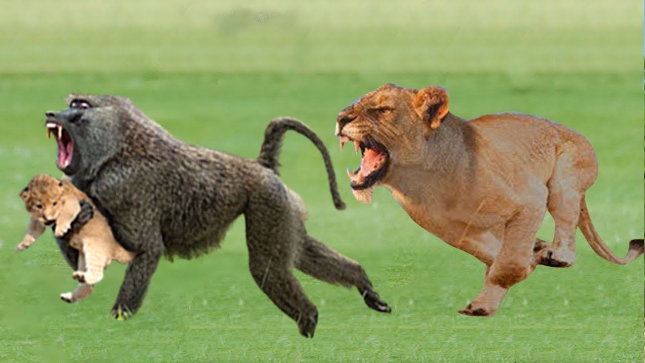 Big Baboon Catch Baby Lion || The Survival Battle of Lion vs Baboon ...