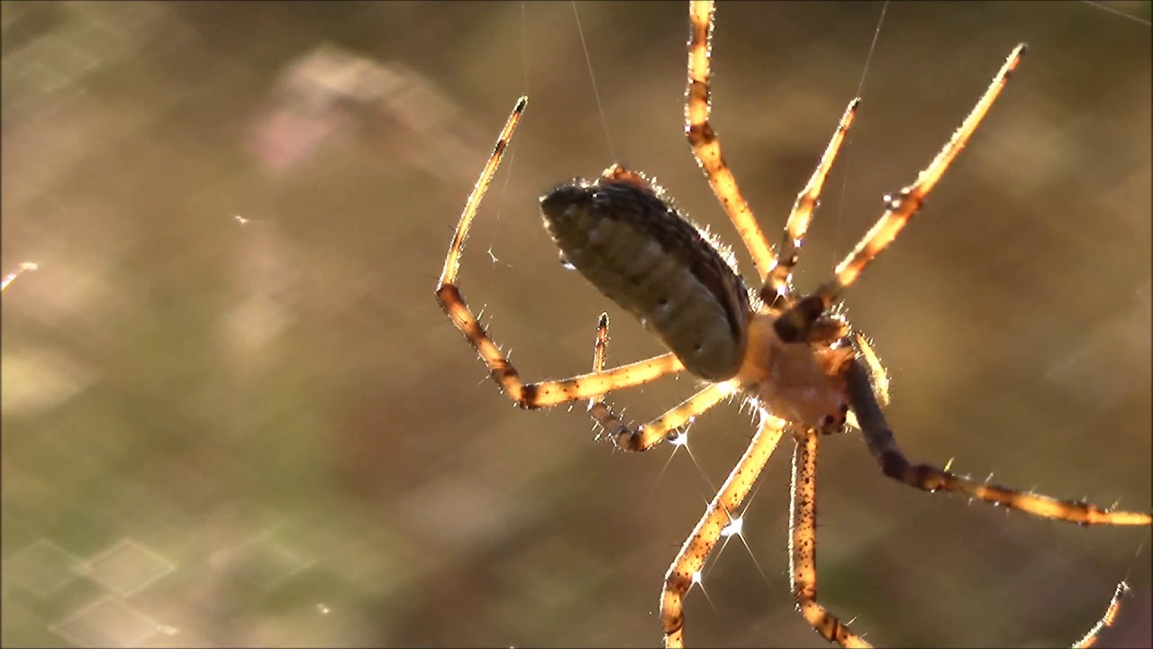 September Spider Safari Part 1 - YouTube