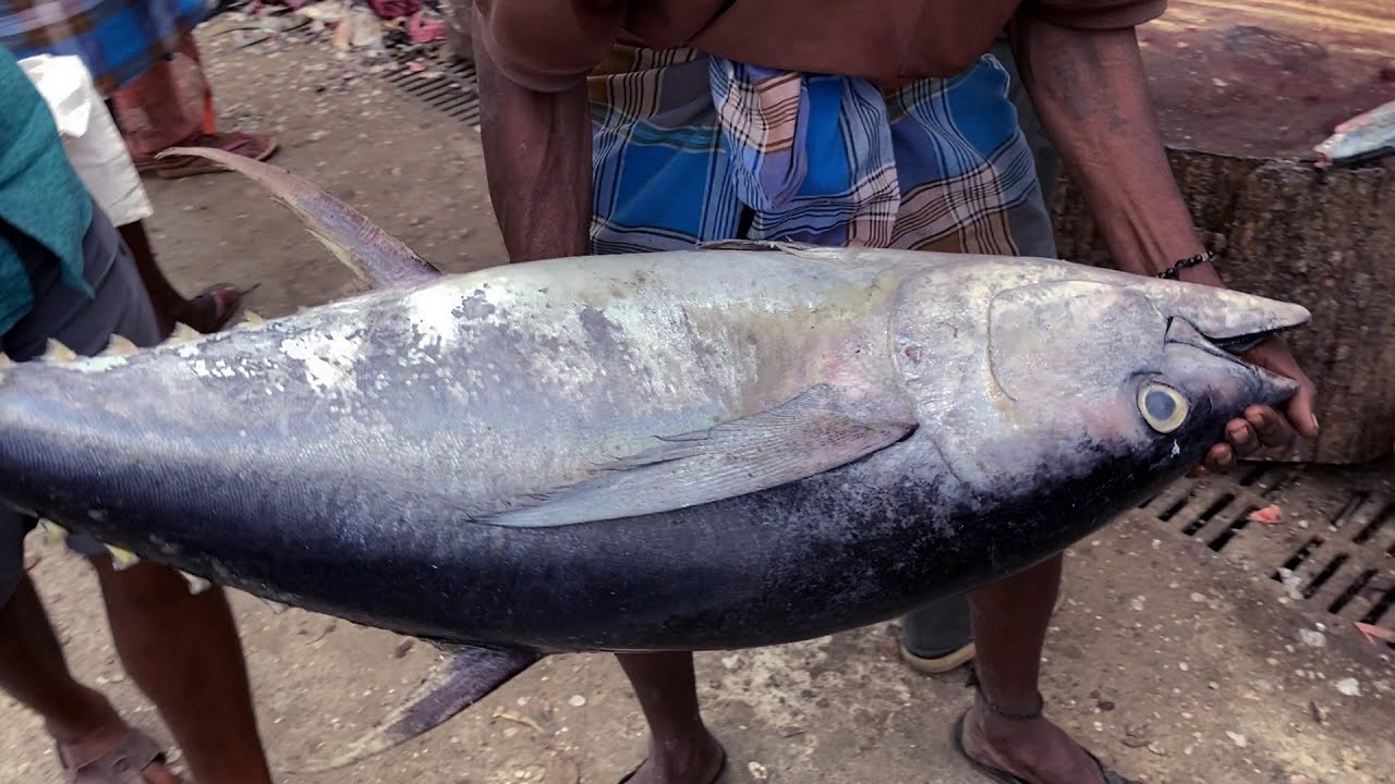 Massive Tuna & Trevally Fish Cutting& Chopping in Kasimedu Fish Market ...