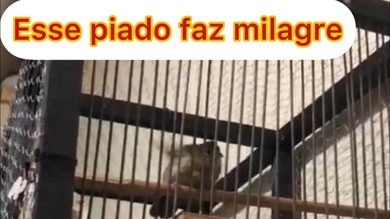 Piado de fêmea de tiziu esse faz milagre - YouTube