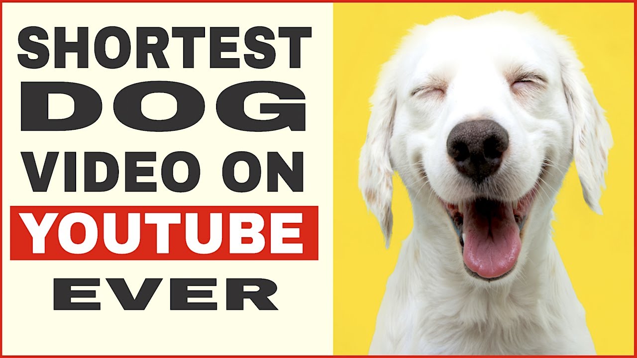 Shortest Dog Video On Youtube Ever - YouTube