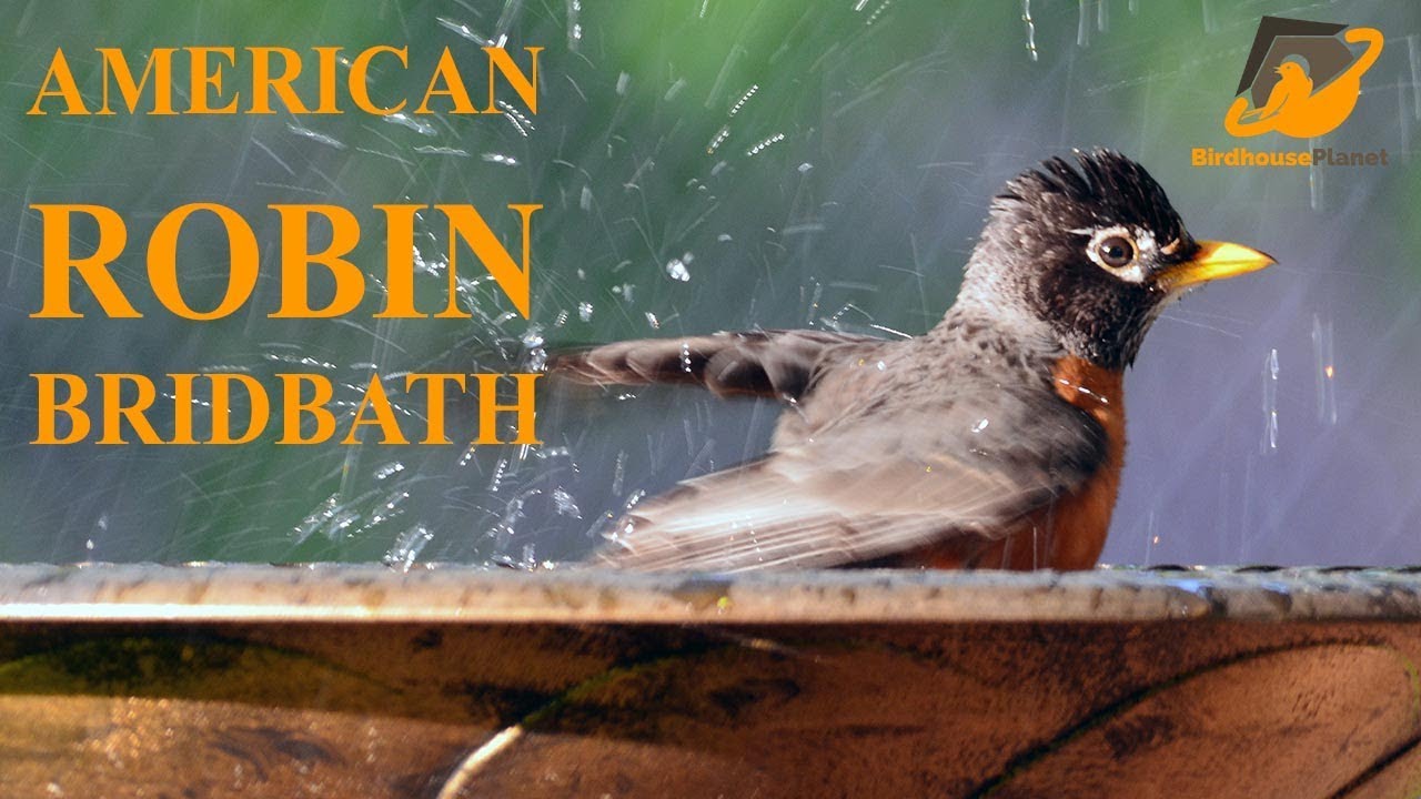 American Robin Taking Bath! Robin In Birdbath - YouTube
