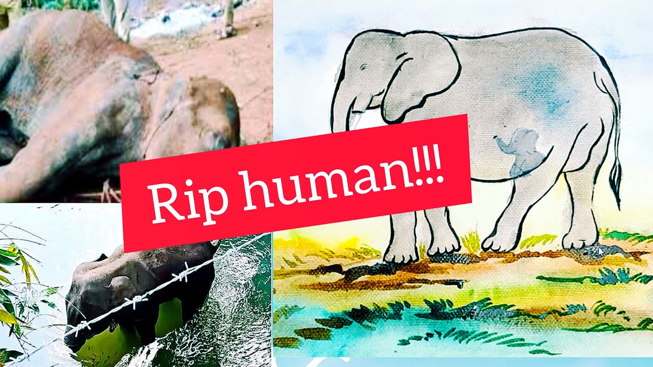 Kerala pregnant hathi drawing | Elephant drawing 2020 |water color ...