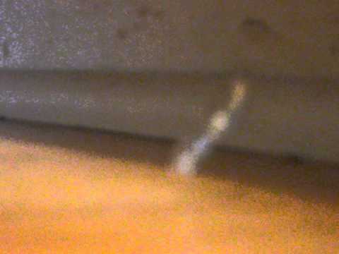 Do Daddy Long Leg Spiders Eat Silverfish