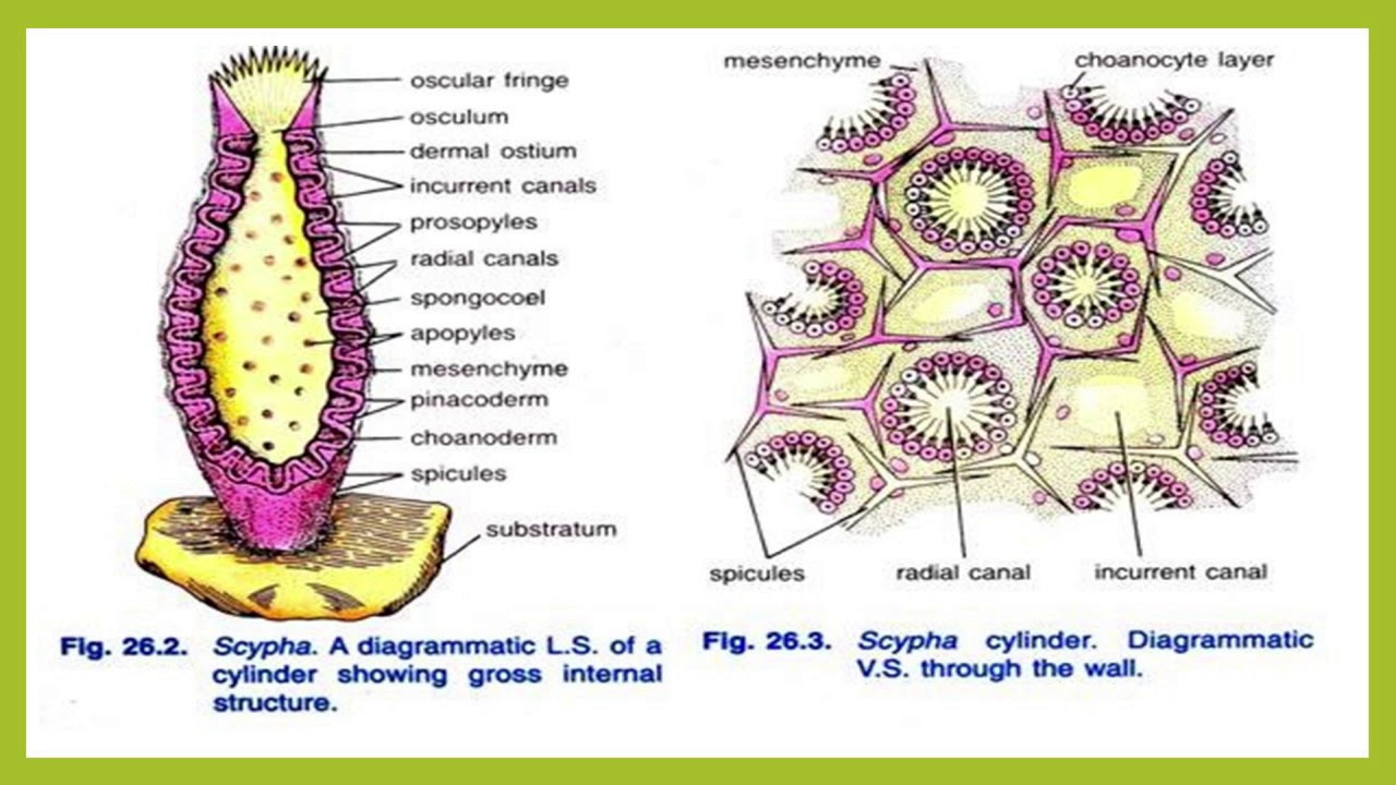 Cross Section Of Sycon