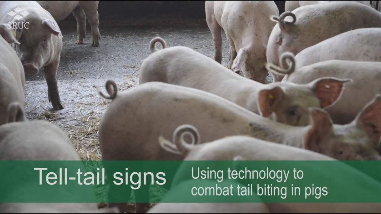 Tell-tail signs - YouTube