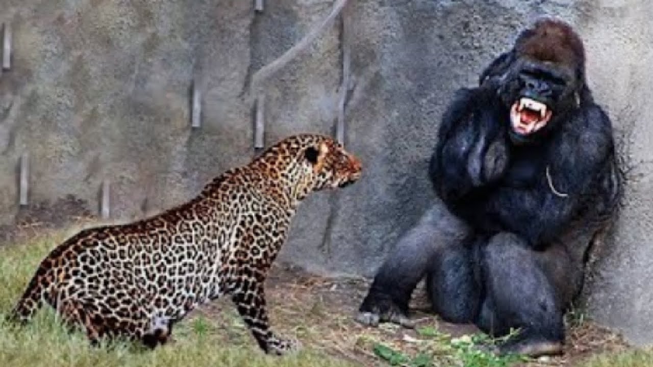 30 Times an Animal Picked the WRONG Fight! - YouTube