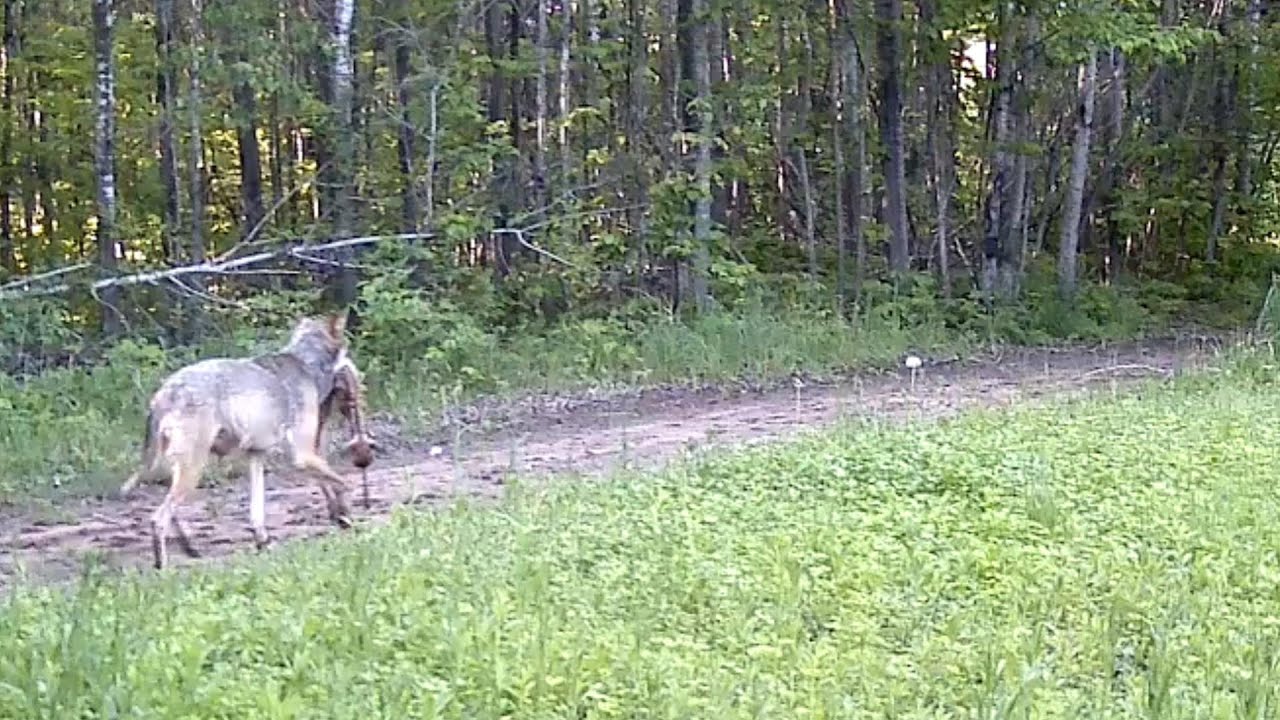 Wolves and Coyotes kill fawns - YouTube