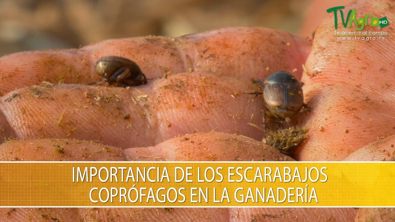 Escarabajos Coprofagos en la Ganaderia - TvAgro por Juan Gonzalo Angel ...