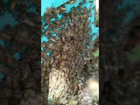 Mango tree Bee rescue