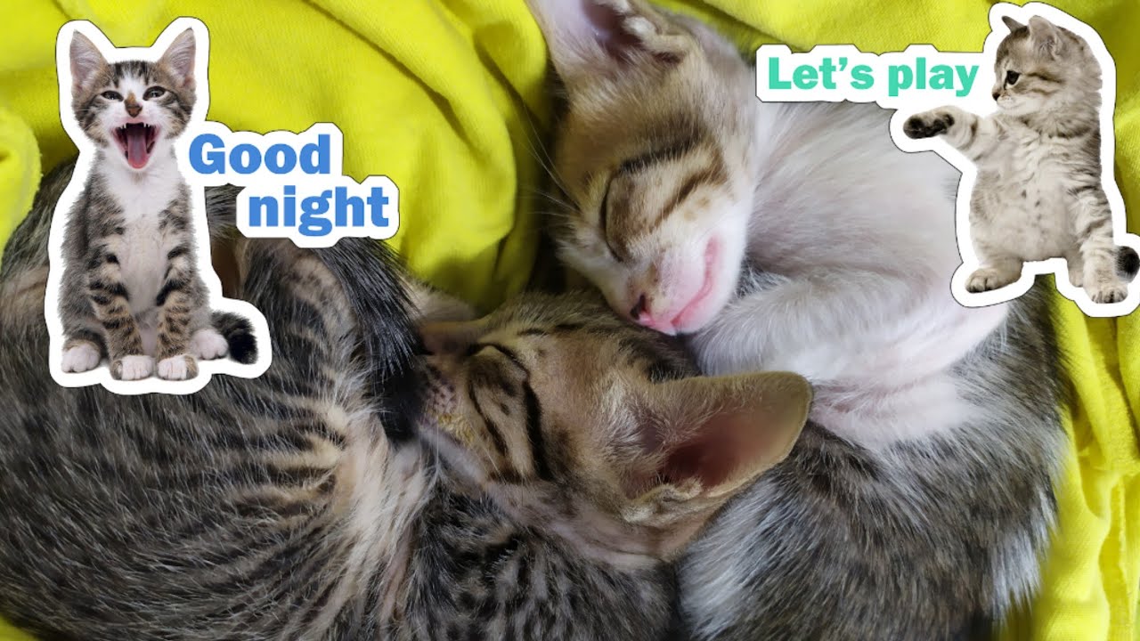 Meet Kelly and Kitty the rescue kitten - YouTube