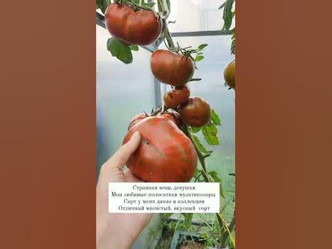 Полосатики томаты - YouTube