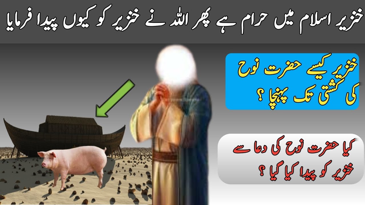 Why did Allah Created Pig If its Haram in Islam | Facts about Pig ...