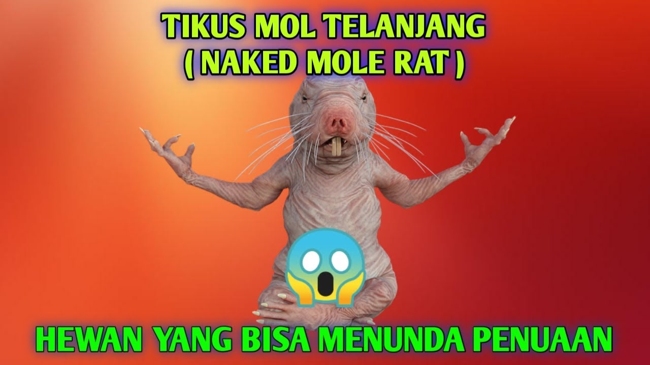 TIKUS MOL TELANJANG YANG UNIK / NAKED MOLE RAT | HEWAN YANG BISA MENUNDA PENUAAN - YouTube