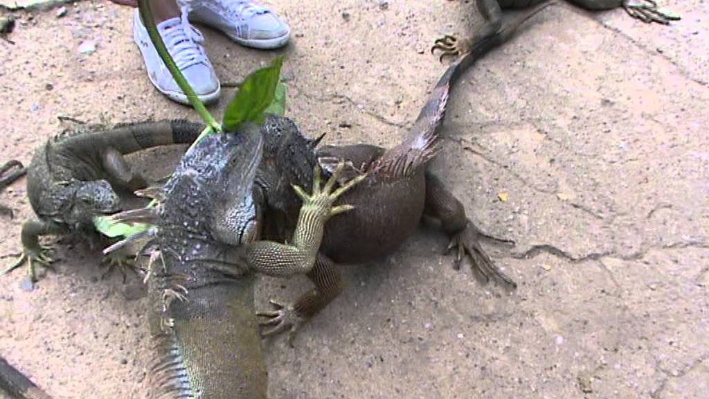 Leguanen met de hand voeren bij de Iguana farm op Roatan. - YouTube