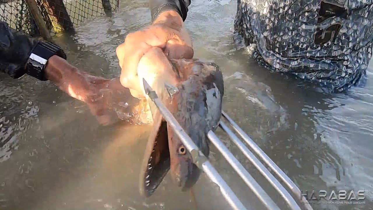 EP239-Part2 - Hunt for Malabanos Eel | Catch and Cook | Occ. Mindoro ...