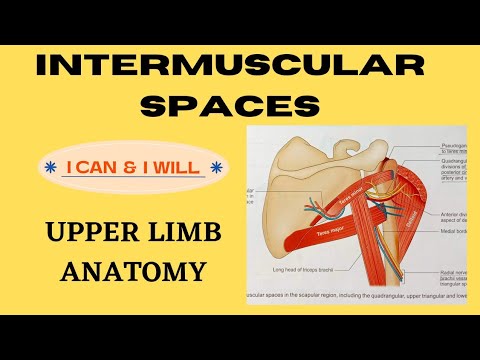 INTERMUSCULAR SPACES || SCAPULAR REGION || UPPER LIMB || ANATOMY || MED ...