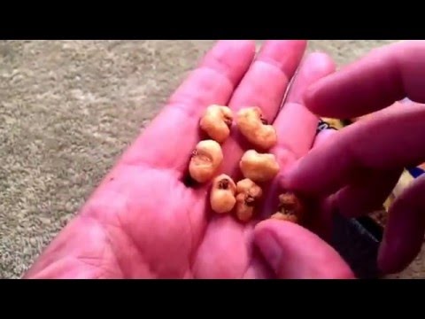 Tasting The Philippines- Bawang CORNICK - YouTube
