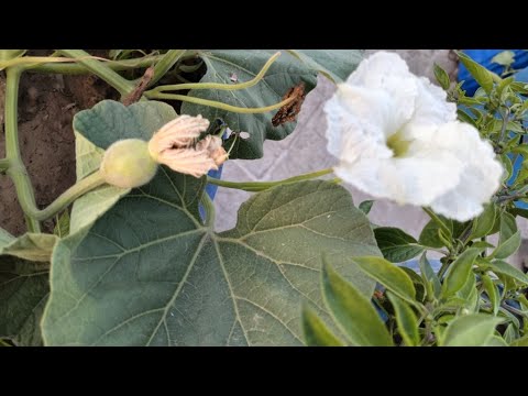 How to grow Bottle Gourd / Lauki / Ghiya and 3 G cutting important at ...