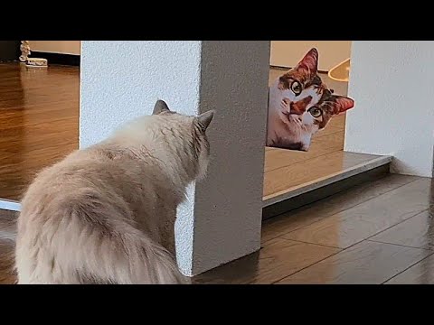 Cat Prank- How Will They React? - YouTube